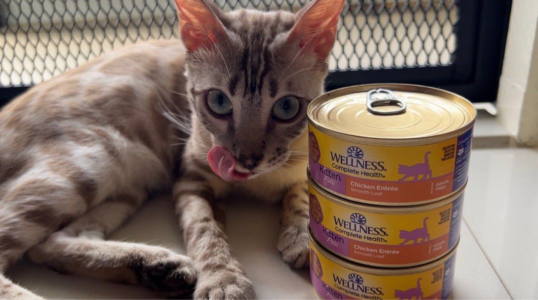 Wellness Complete Health Kitten Cat Wet Canned Food Chicken*, Pet ...