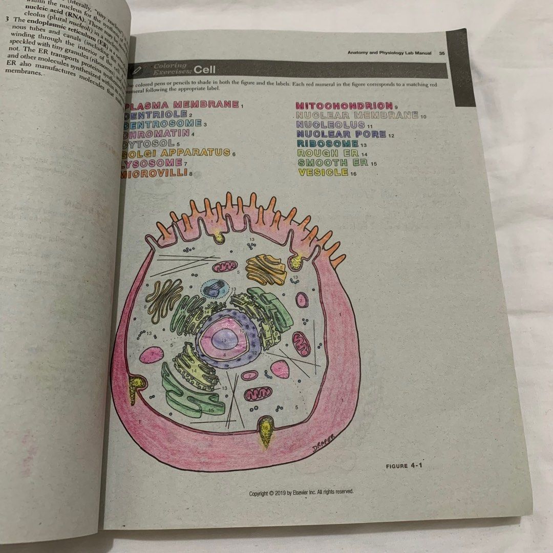 Anatomy And Physiology Lab Manual 10th Edition Kevin T Patton Hobbies