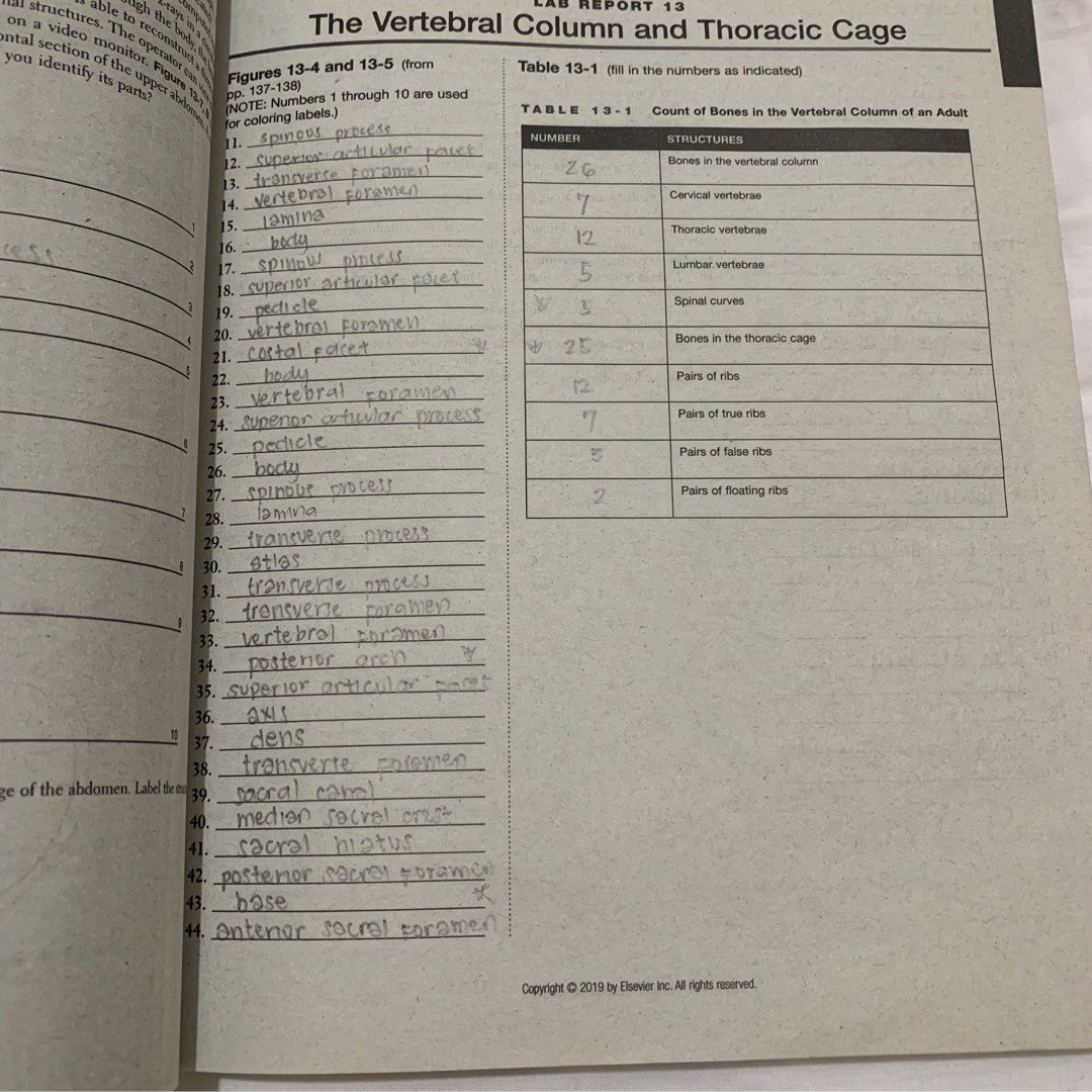 Anatomy And Physiology Lab Manual 10th Edition Kevin T Patton Hobbies