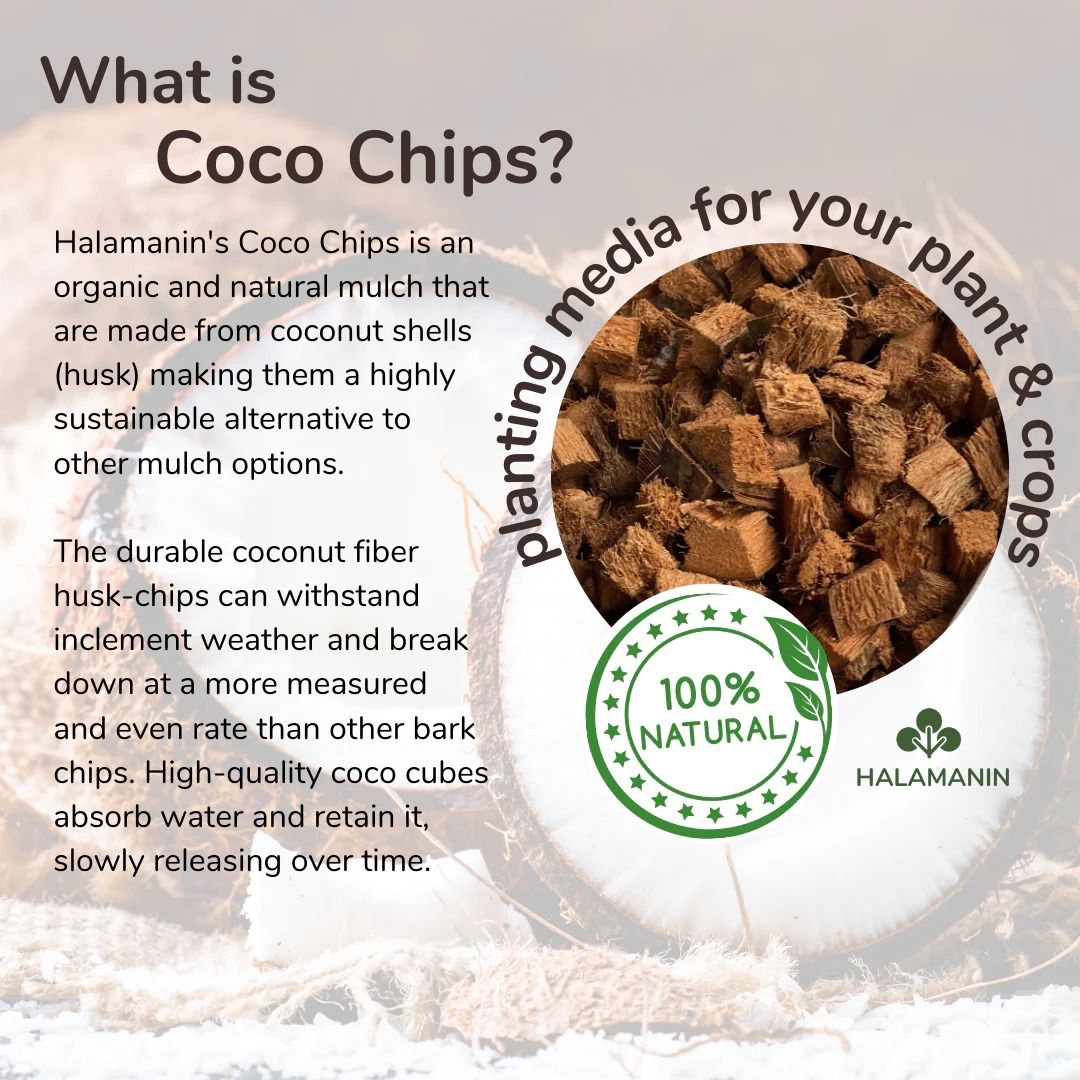 Coco Chips - 5 Liters on Carousell