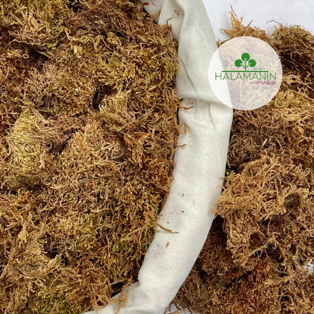 Dried Green Moss -1000grams (Sack) on Carousell