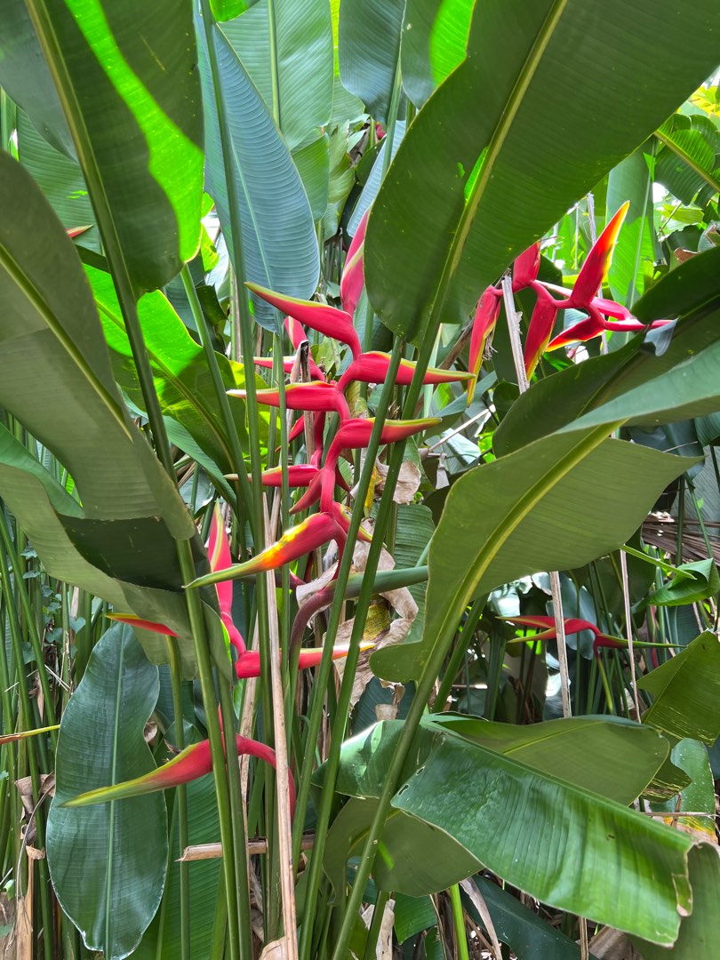Heliconia bihai x marginata cv. Rauliniana, Furniture & Home Living ...