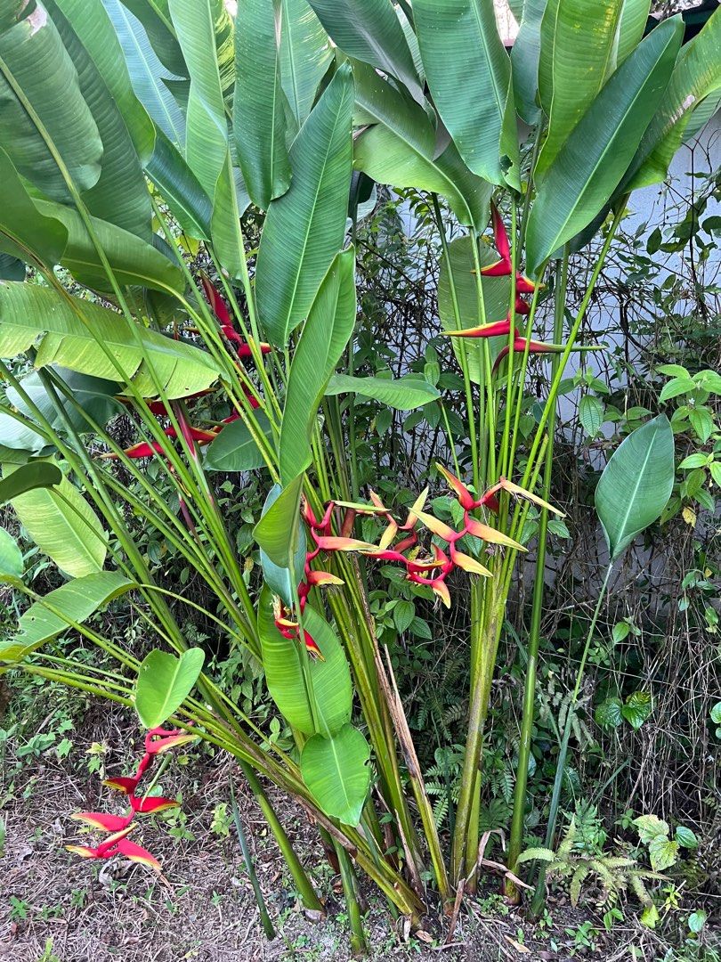 Heliconia bihai x marginata cv. Rauliniana, Furniture & Home Living ...