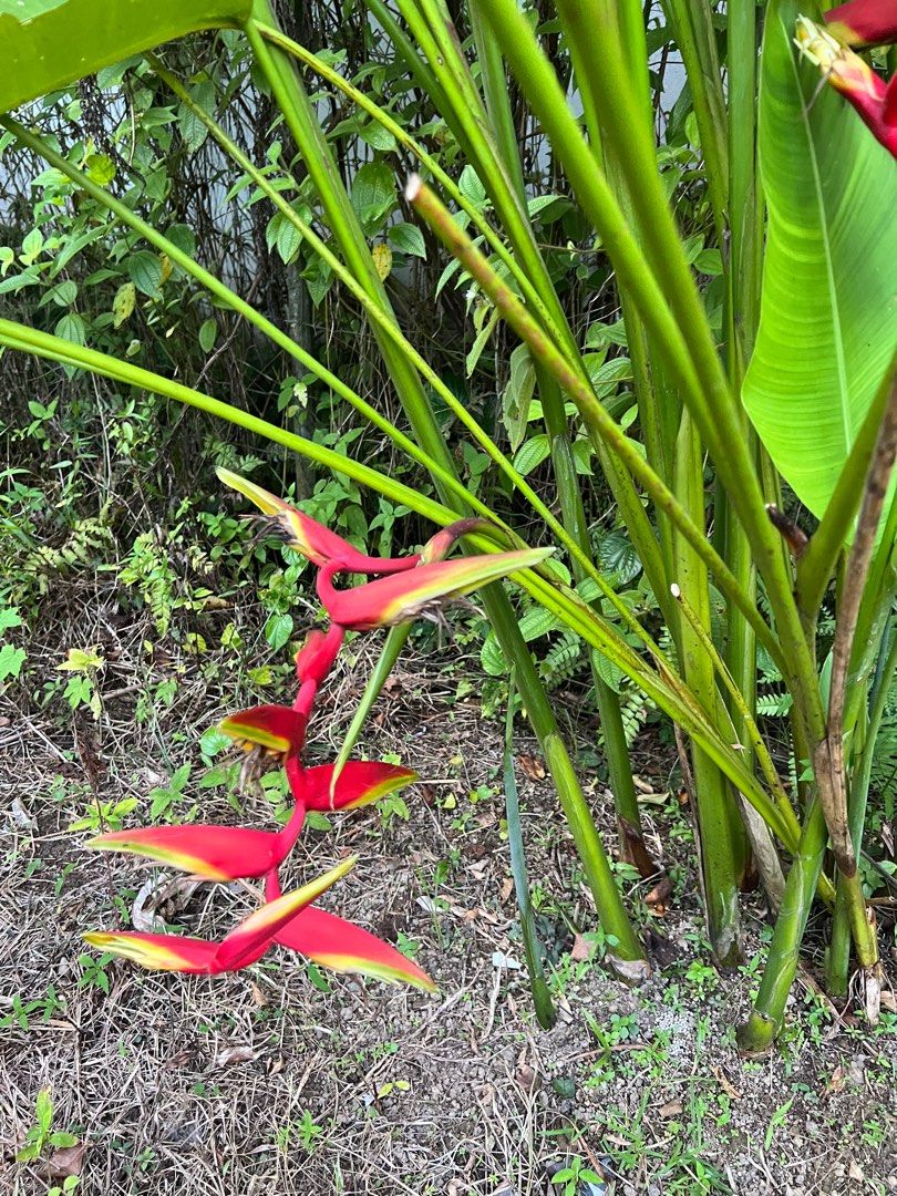 Heliconia bihai x marginata cv. Rauliniana, Furniture & Home Living ...