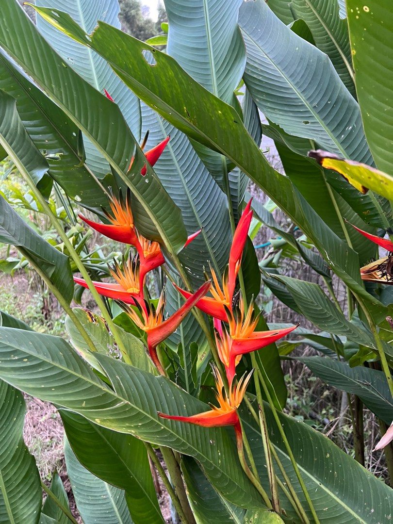 Heliconia psittacorum guyana / guadeloupe, Furniture & Home Living ...