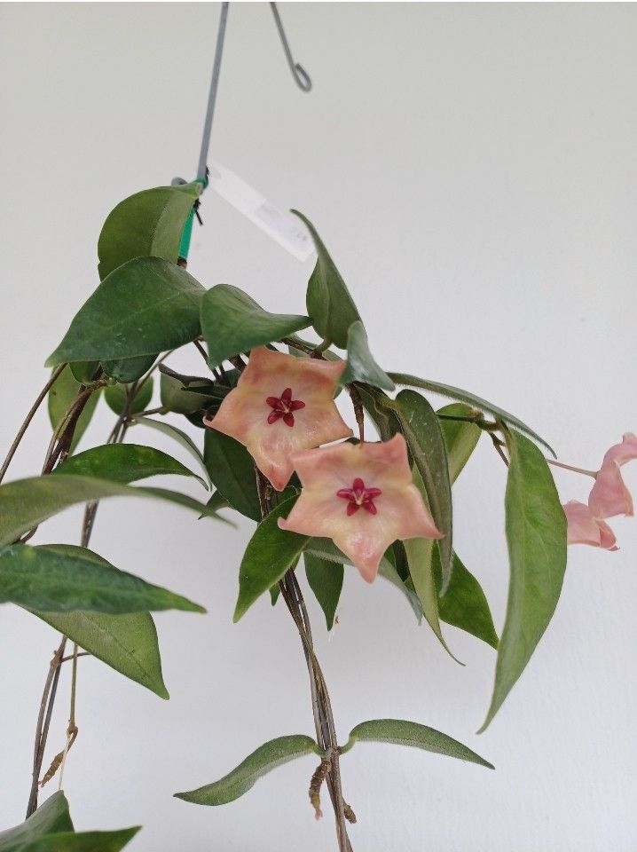 Hoya Patella Pink - hoya plant - gift - present - hang plant - outdoor ...