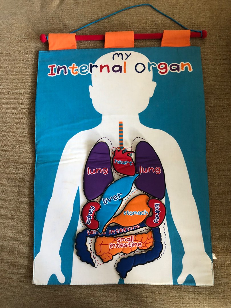 Kids Internal Organ Chart, Hobbies & Toys, Toys & Games on Carousell