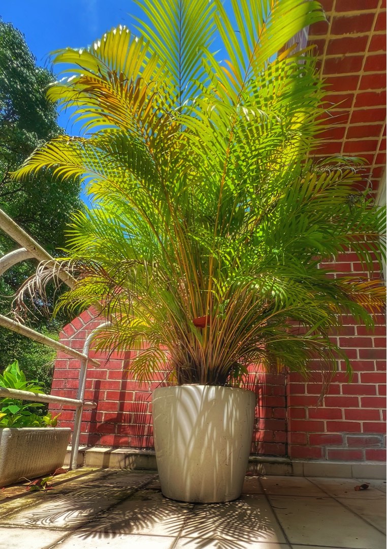 Large Potted Palm Tree, Furniture & Home Living, Gardening, Pots ...