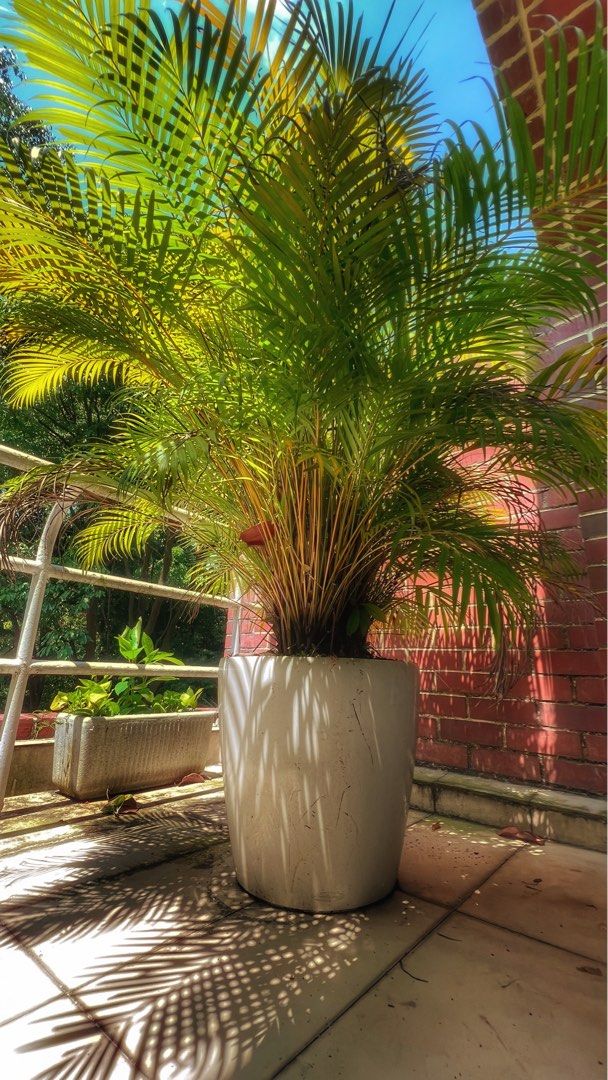 Large Potted Palm Tree, Furniture & Home Living, Gardening, Pots ...