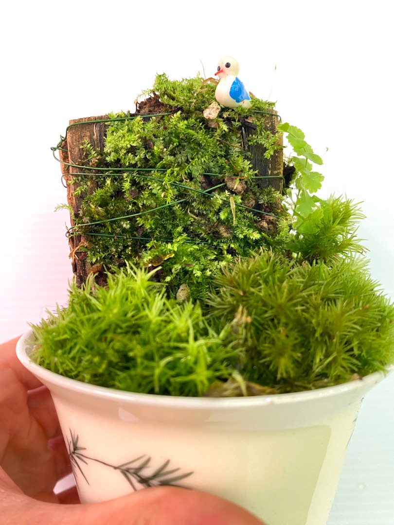 Mini Holland Mixed Moss, Furniture & Home Living, Gardening, Plants ...