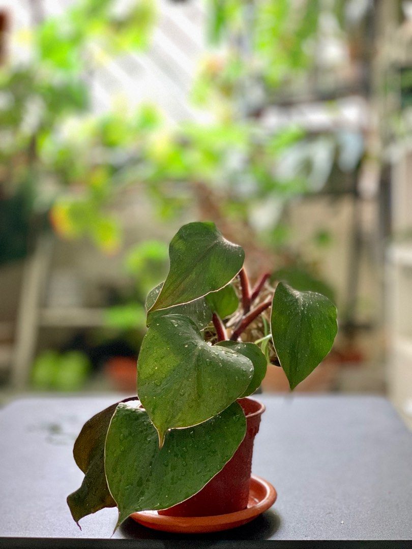 Philodendron White Knight, Furniture & Home Living, Gardening, Plants ...