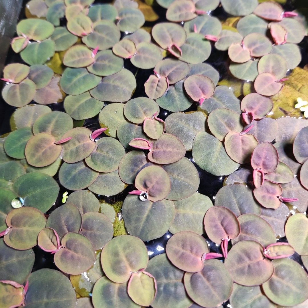 Red Root Floaters, Furniture & Home Living, Gardening, Plants & Seeds ...