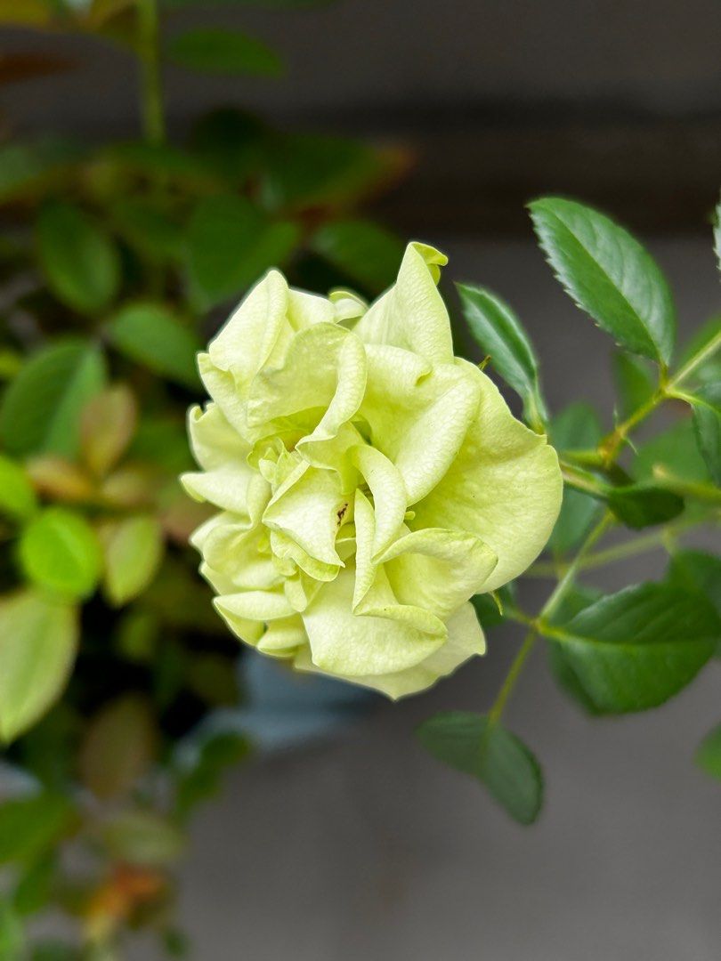Pink/Green Rose Plant, Furniture & Home Living, Gardening, Plants ...