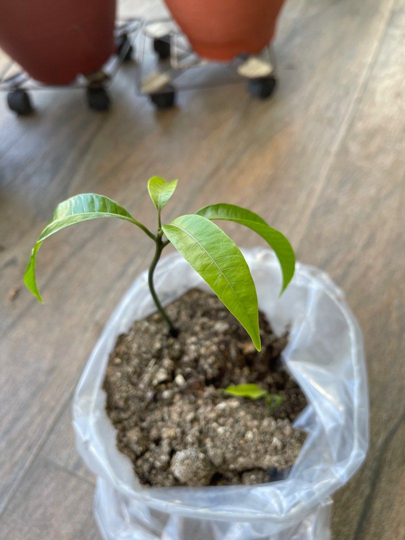 Selling Mango Sapling. Only $10. Mother tree is local and bears fruit ...