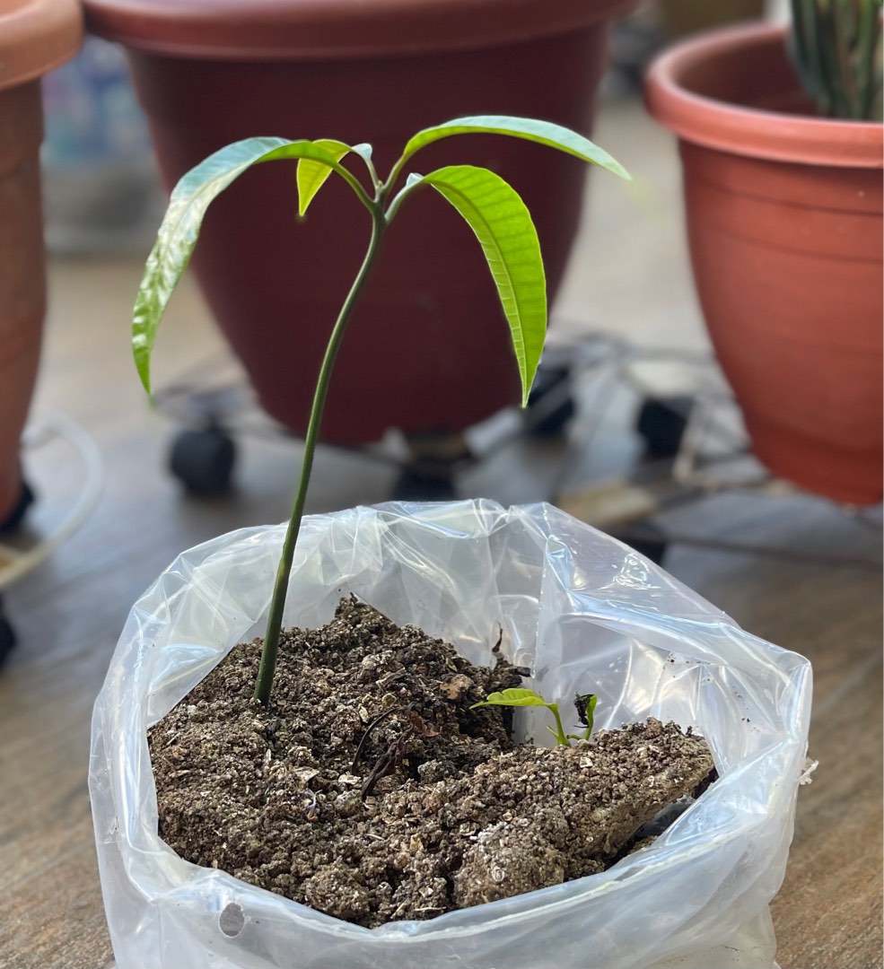 Selling Mango Sapling. Only $10. Mother tree is local and bears fruit ...