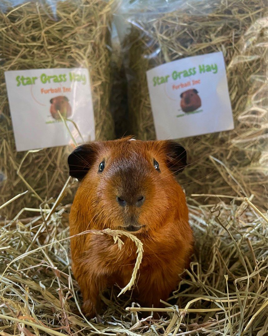 Star grass Hay 500g, Pet Supplies, Pet Food on Carousell
