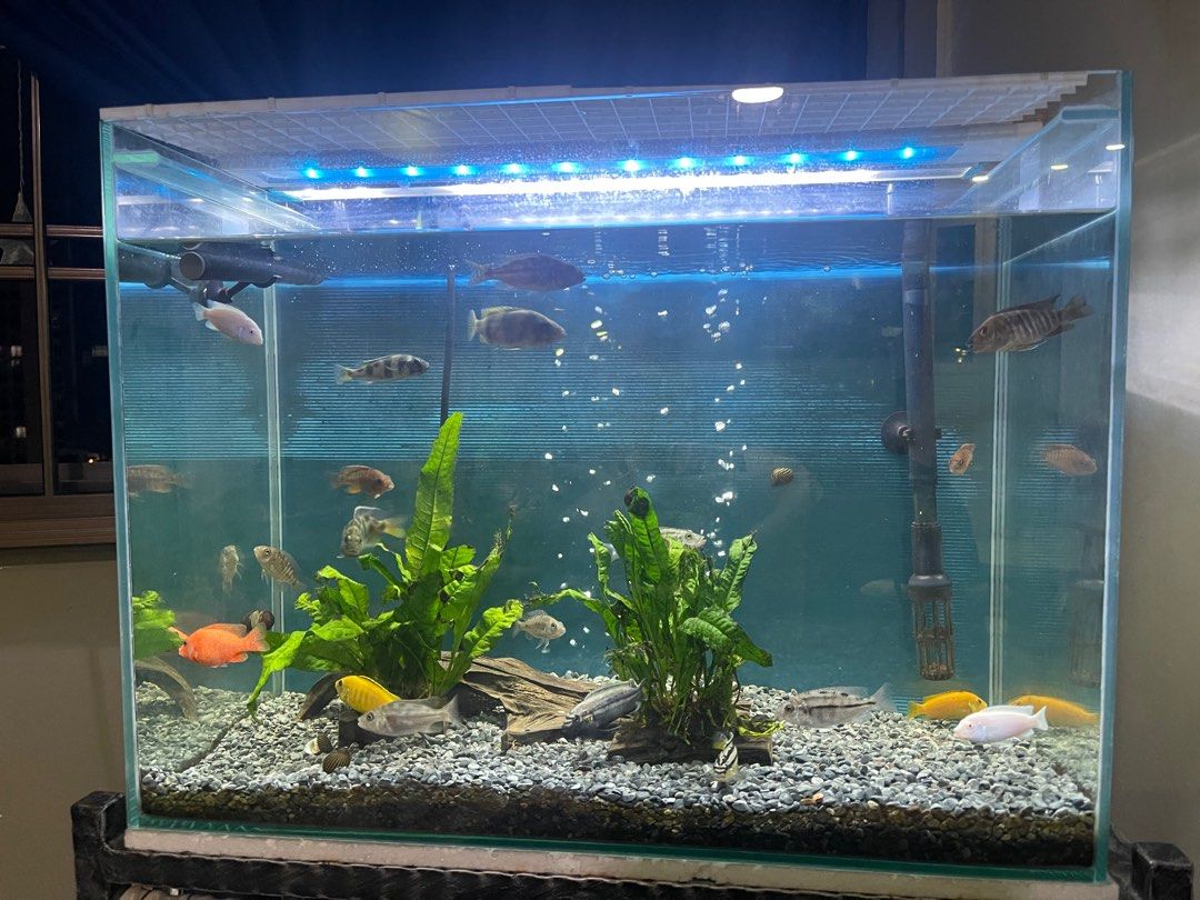 2ft tank and stand with everything inside, Pet Supplies, Homes & Other ...