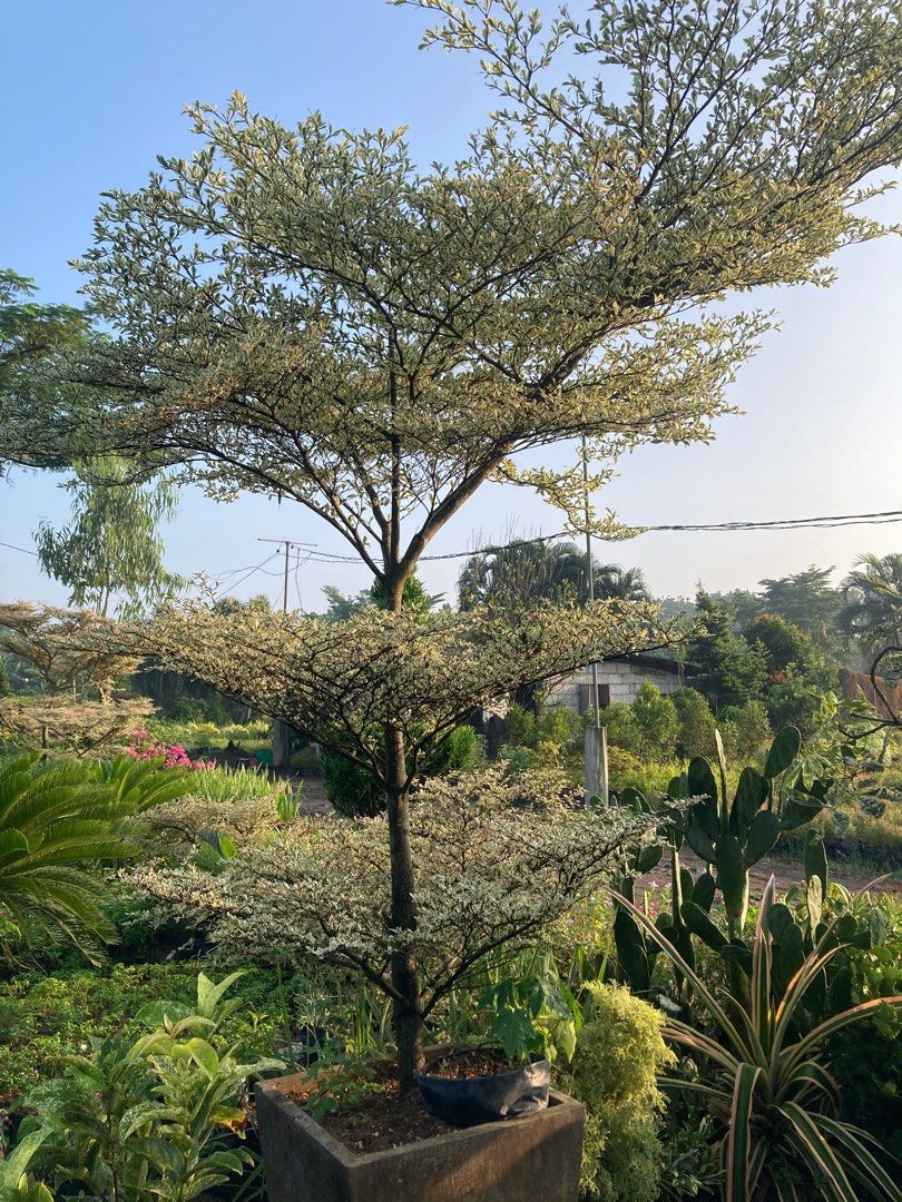 African talisay with pots (7ft) on Carousell