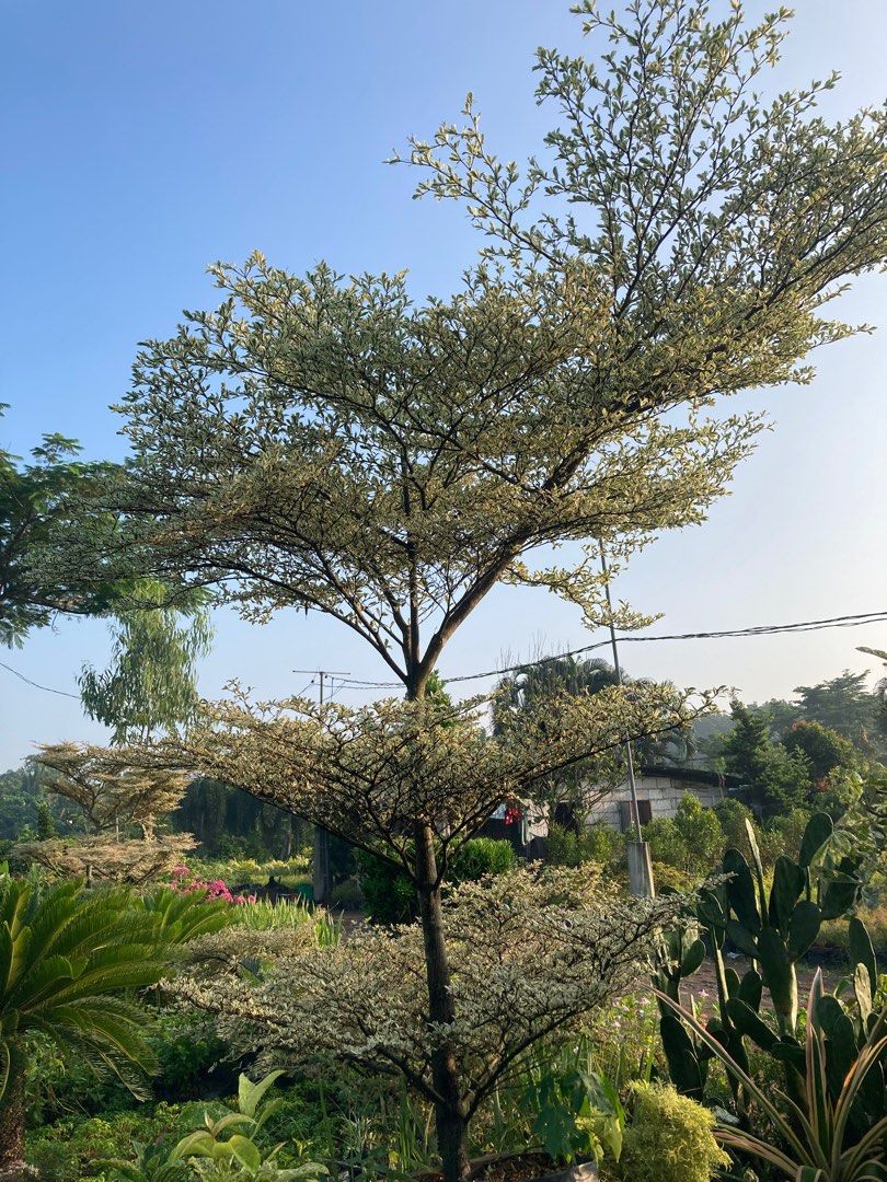 African talisay with pots (7ft) on Carousell