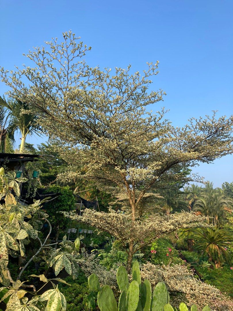 African talisay with pots (7ft) on Carousell