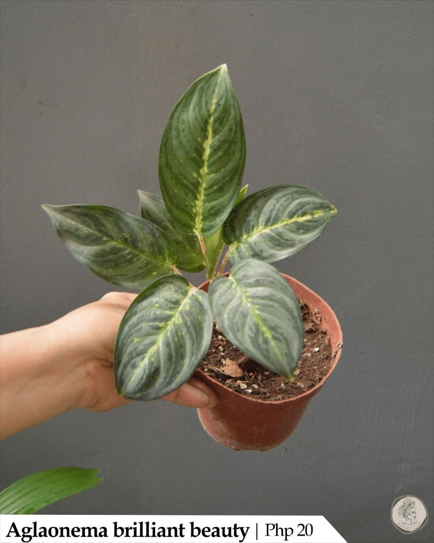 Aglaonema brilliant beauty, Furniture & Home Living, Gardening, Plants ...