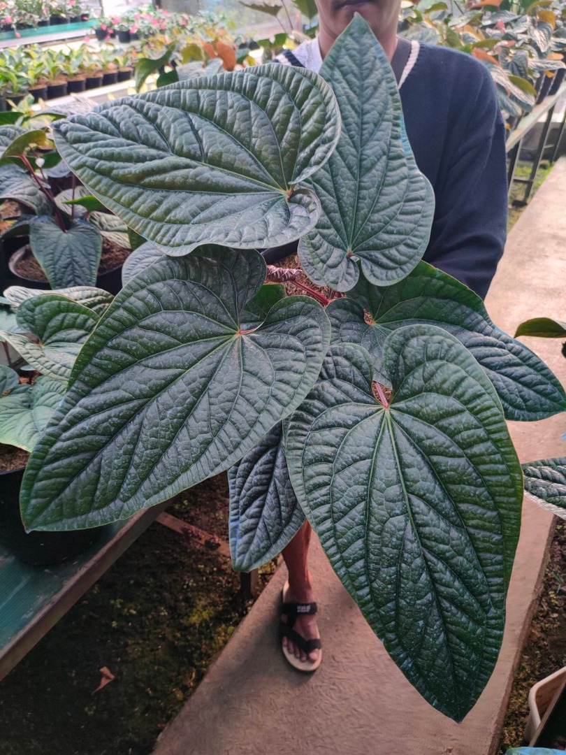 Anthurium Radicans Big, Furniture & Home Living, Gardening, Plants ...