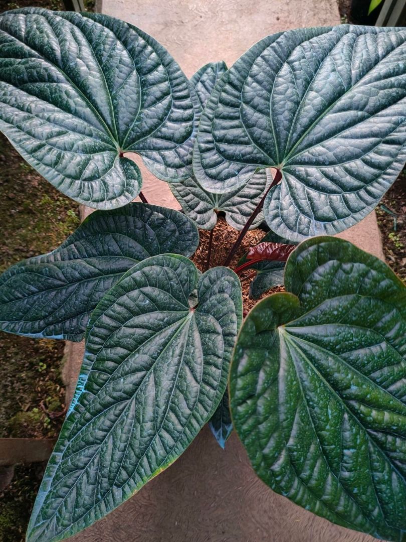 Anthurium Radicans Big, Furniture & Home Living, Gardening, Plants ...