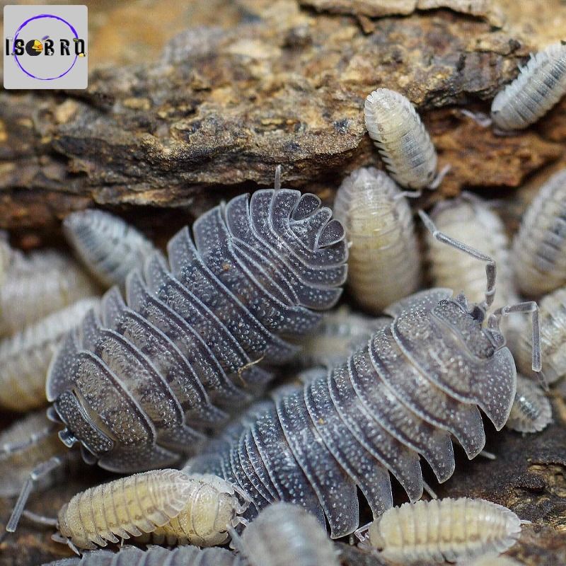 Armadillidium Peraccae Isopod — (Min 5pcs Frozen Pet Food Feeder), Pet ...