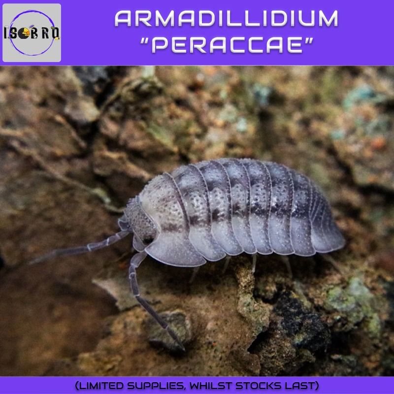 Armadillidium Peraccae Isopod — (Min 5pcs Frozen Pet Food Feeder), Pet ...