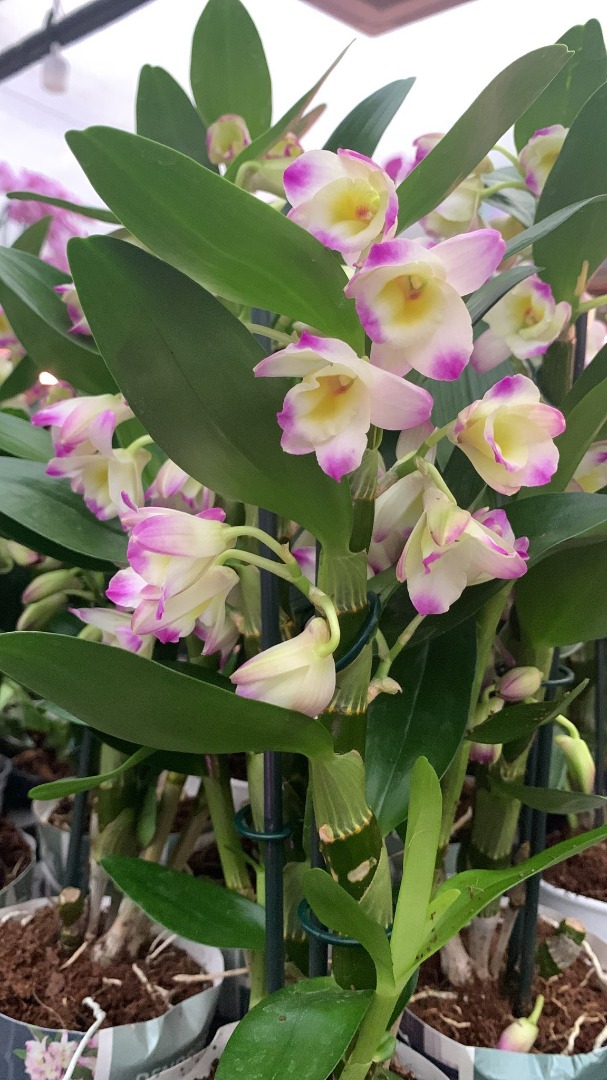 Dendrobium Nobile Spring Dream 'Kumiko' and Dendrobium Song Bird ...