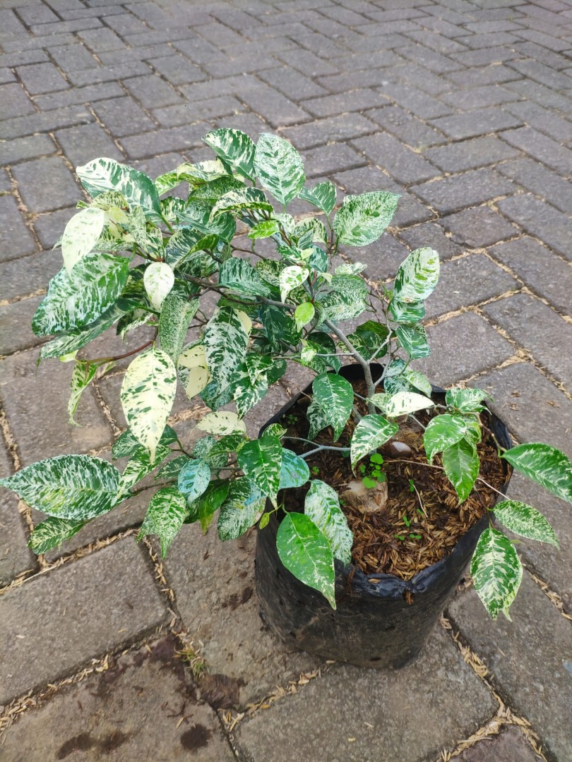 Ficus Variegated: Striking Foliage for Your Indoor Oasis, Furniture ...