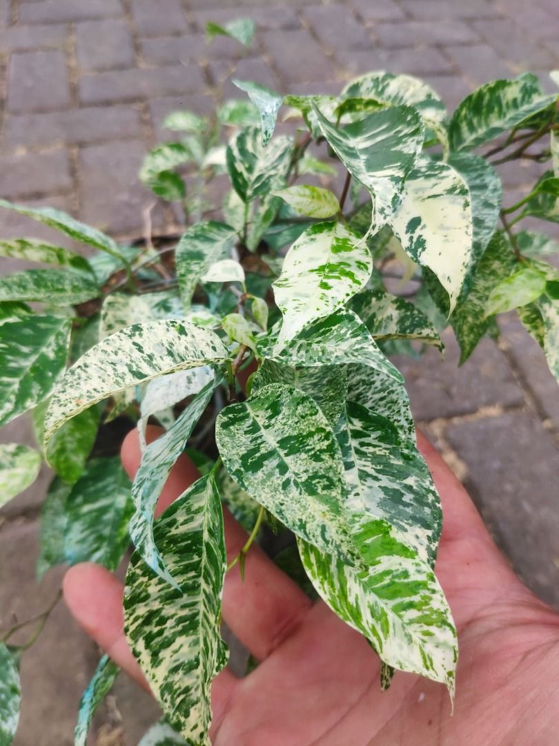 Ficus Variegated: Striking Foliage for Your Indoor Oasis, Furniture ...