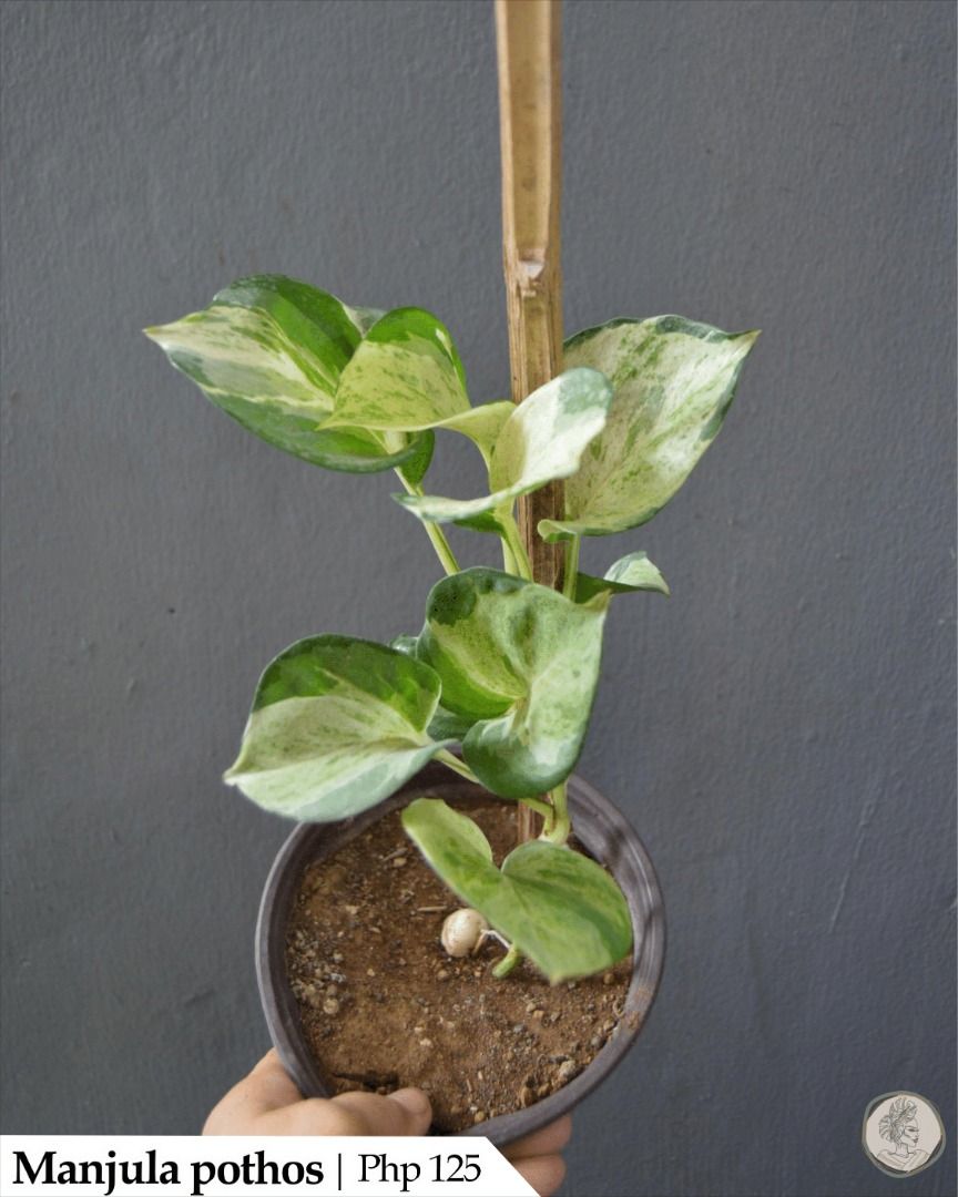 Manjula pothos on Carousell