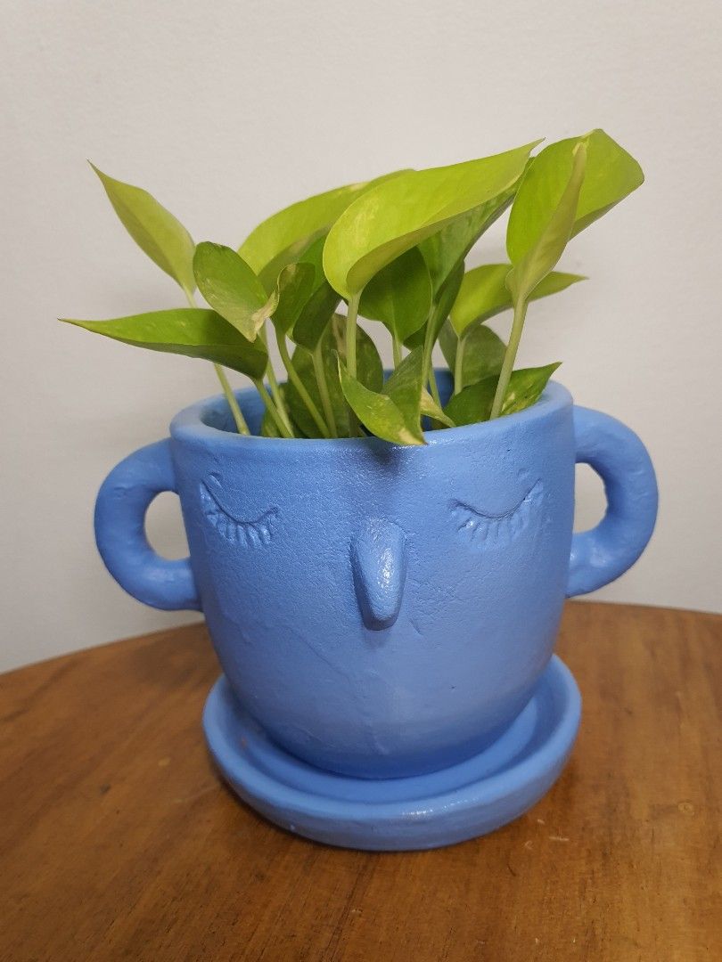 Neon Pothos in Blue Pot on Carousell