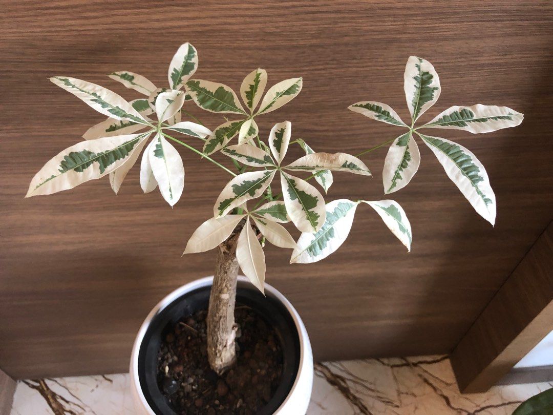 Pachira Variegated Money Tree (from Philippines), Furniture & Home ...