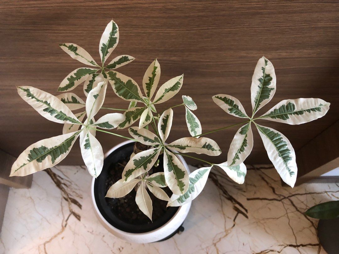 Pachira Variegated Money Tree (from Philippines), Furniture & Home ...