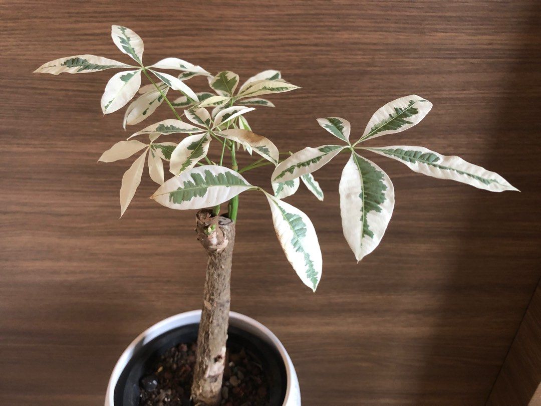 Pachira Variegated Money Tree (from Philippines), Furniture & Home ...