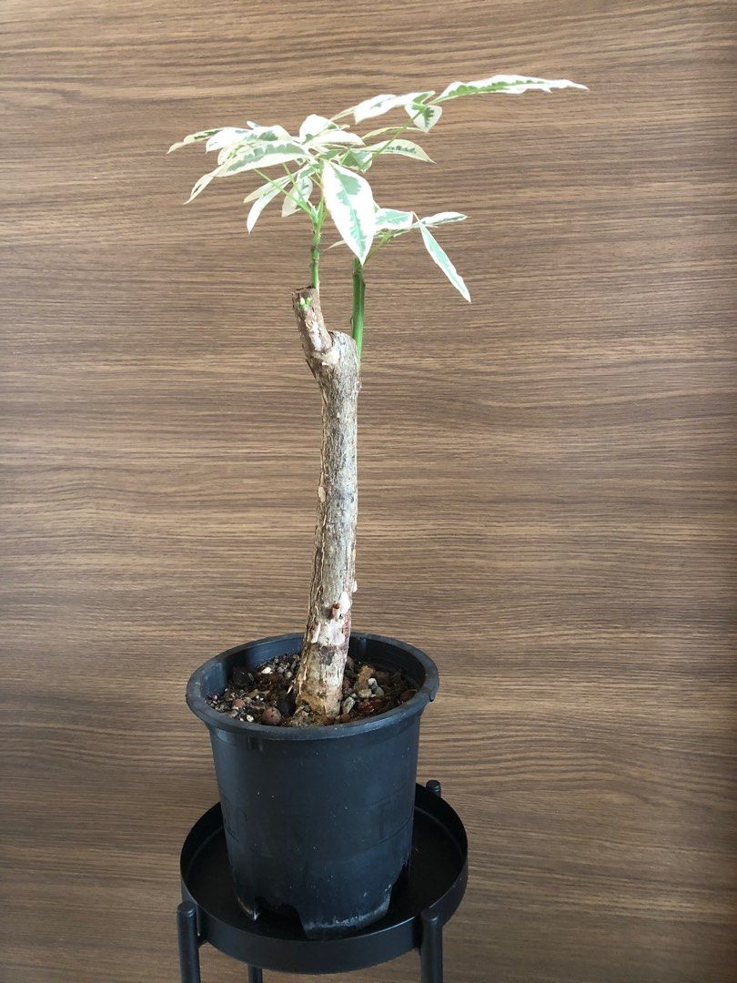 Pachira Variegated Money Tree (from Philippines), Furniture & Home ...