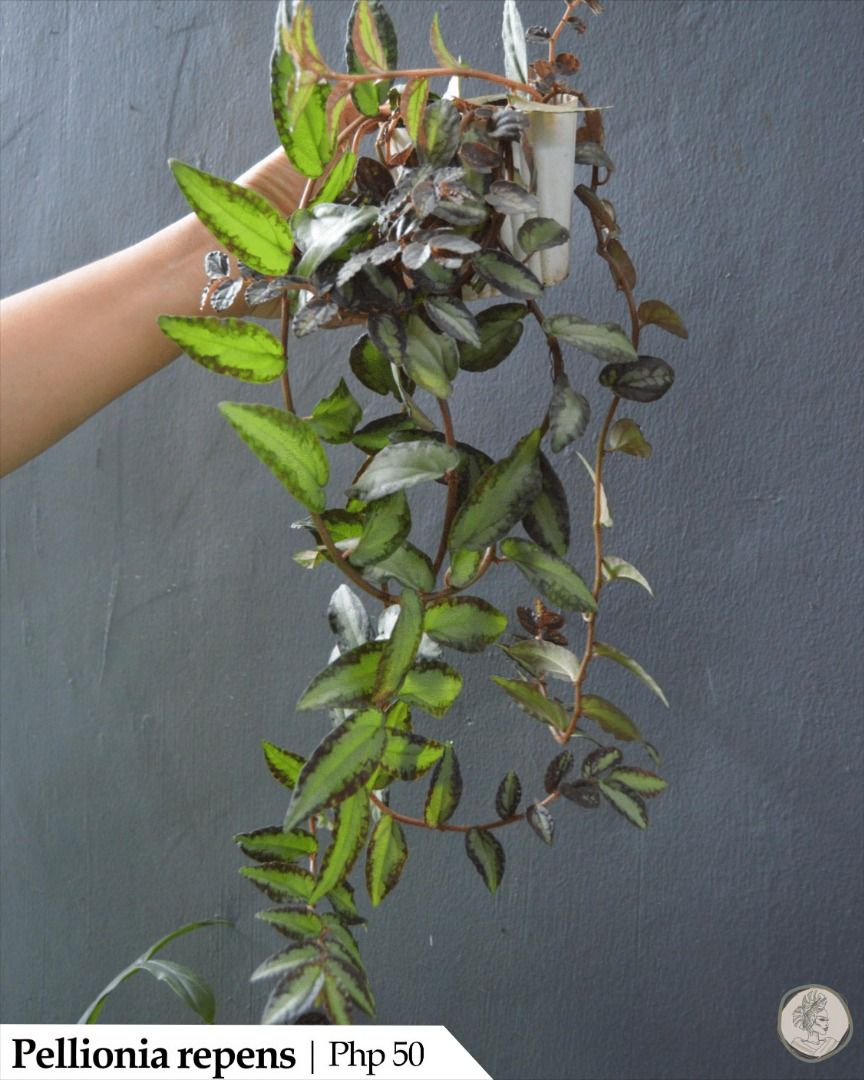 Pellionia repens, Furniture & Home Living, Gardening, Plants & Seeds on ...