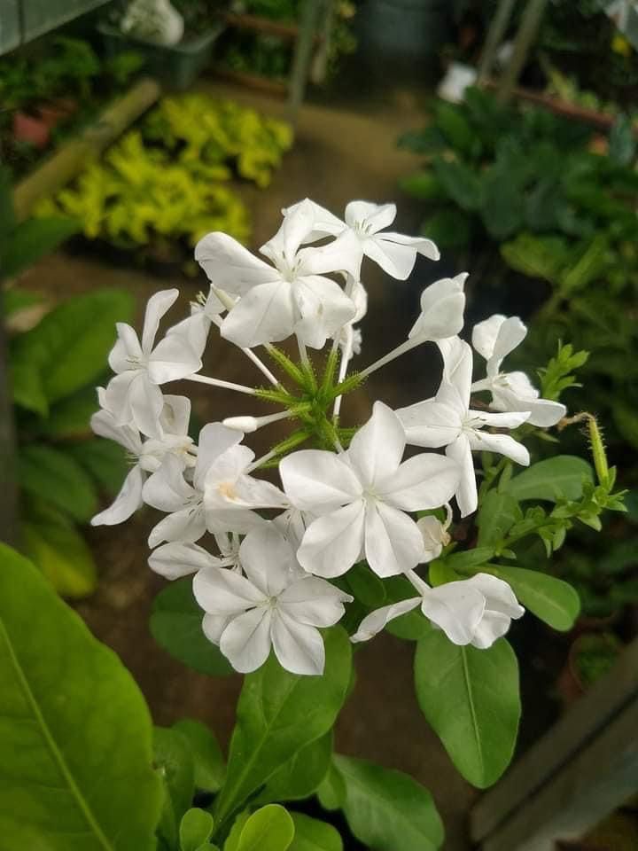 Pokok plumbago putih, Furniture & Home Living, Gardening, Plants ...