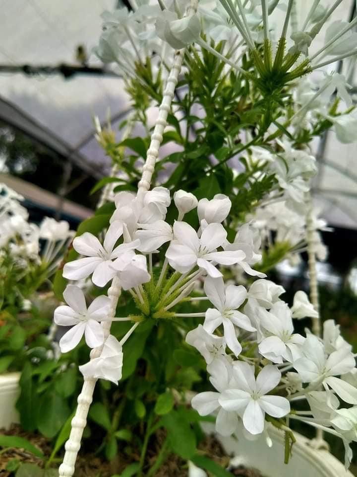 Pokok plumbago putih, Furniture & Home Living, Gardening, Plants ...