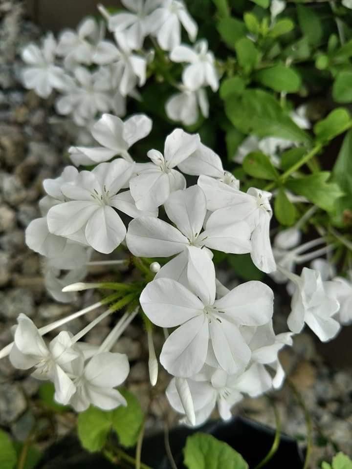 Pokok plumbago putih, Furniture & Home Living, Gardening, Plants ...