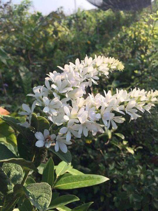 Pokok Sandpaper Putih Petrea volubilis Alba Queens Wreath White Vine ...