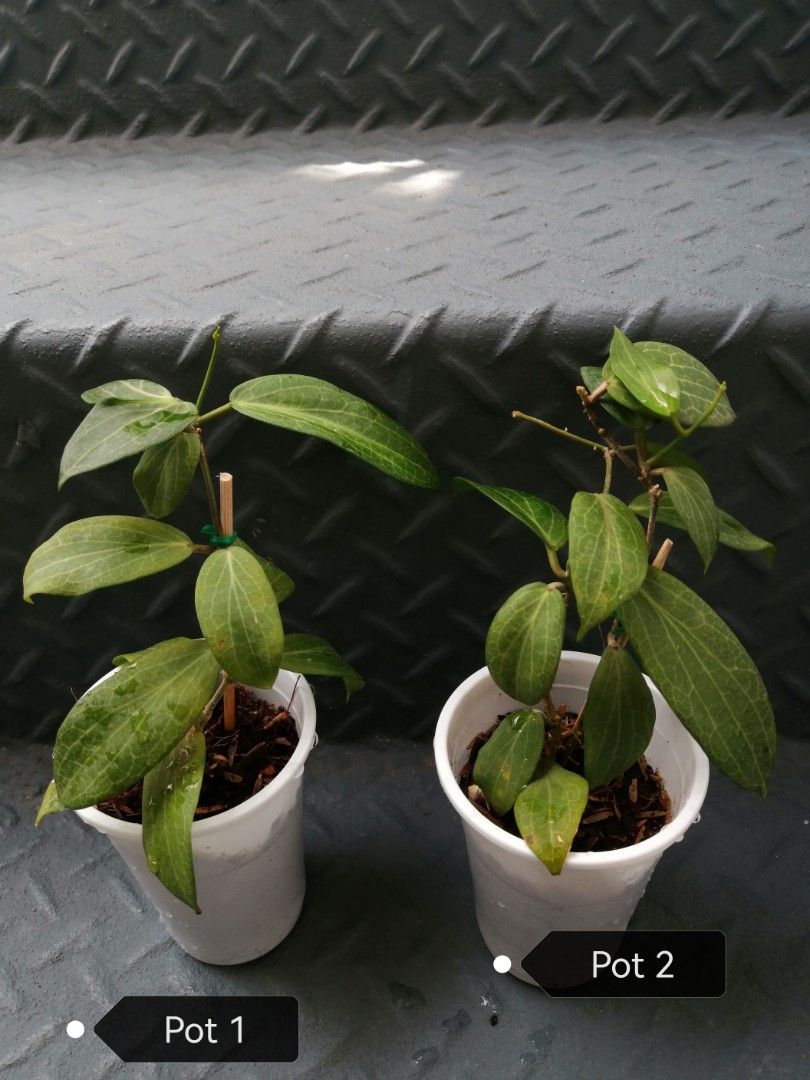 Rare! Hoya Fitchii, Furniture & Home Living, Gardening, Plants & Seeds ...
