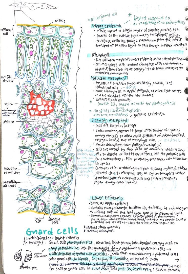 Biology O Level Notes, Hobbies & Toys, Books & Magazines, Assessment ...
