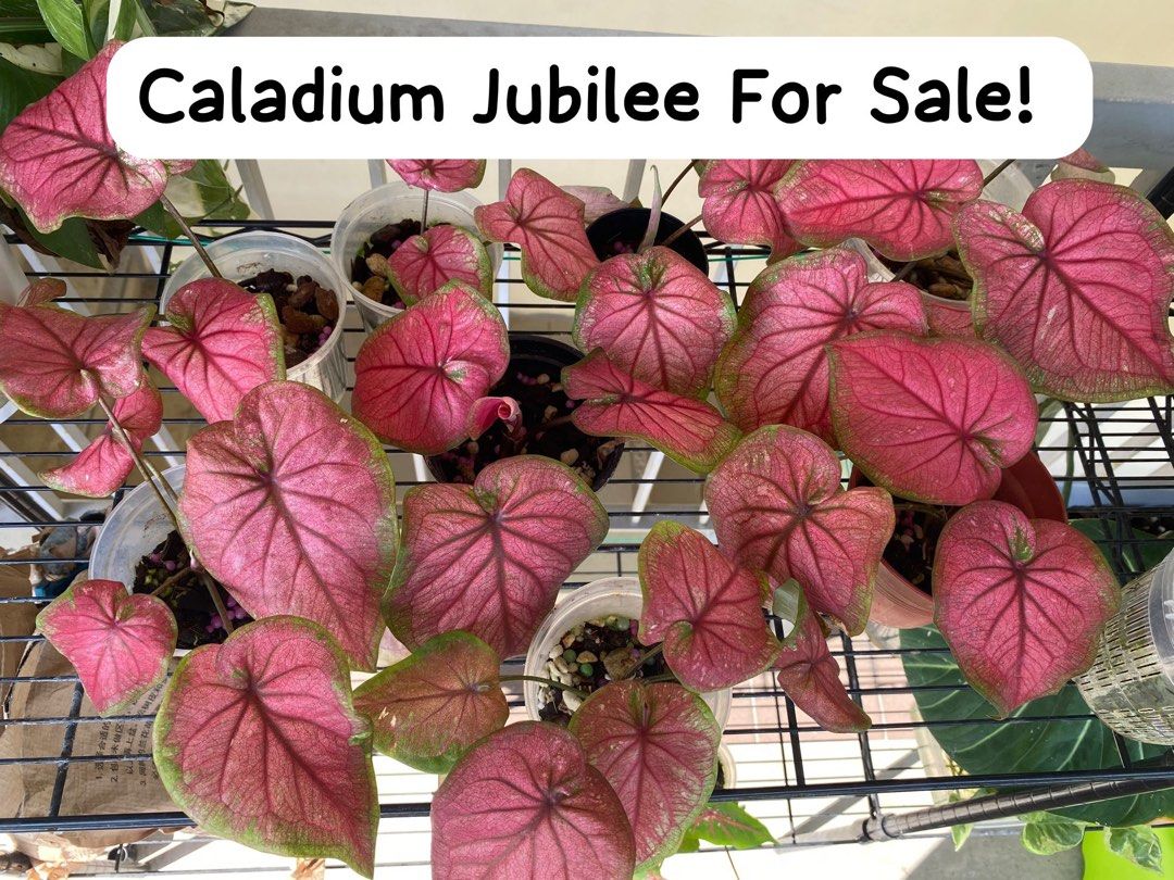 Caladium Jubilee Plant, Furniture & Home Living, Gardening, Plants ...