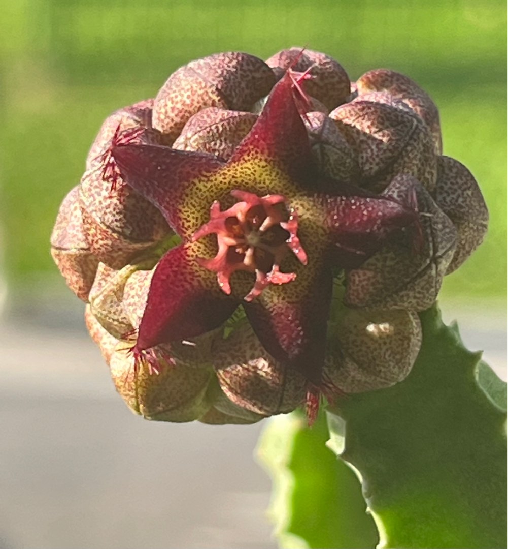 Caralluma foulcheri-delboscii var. greenbergiana, Furniture & Home ...