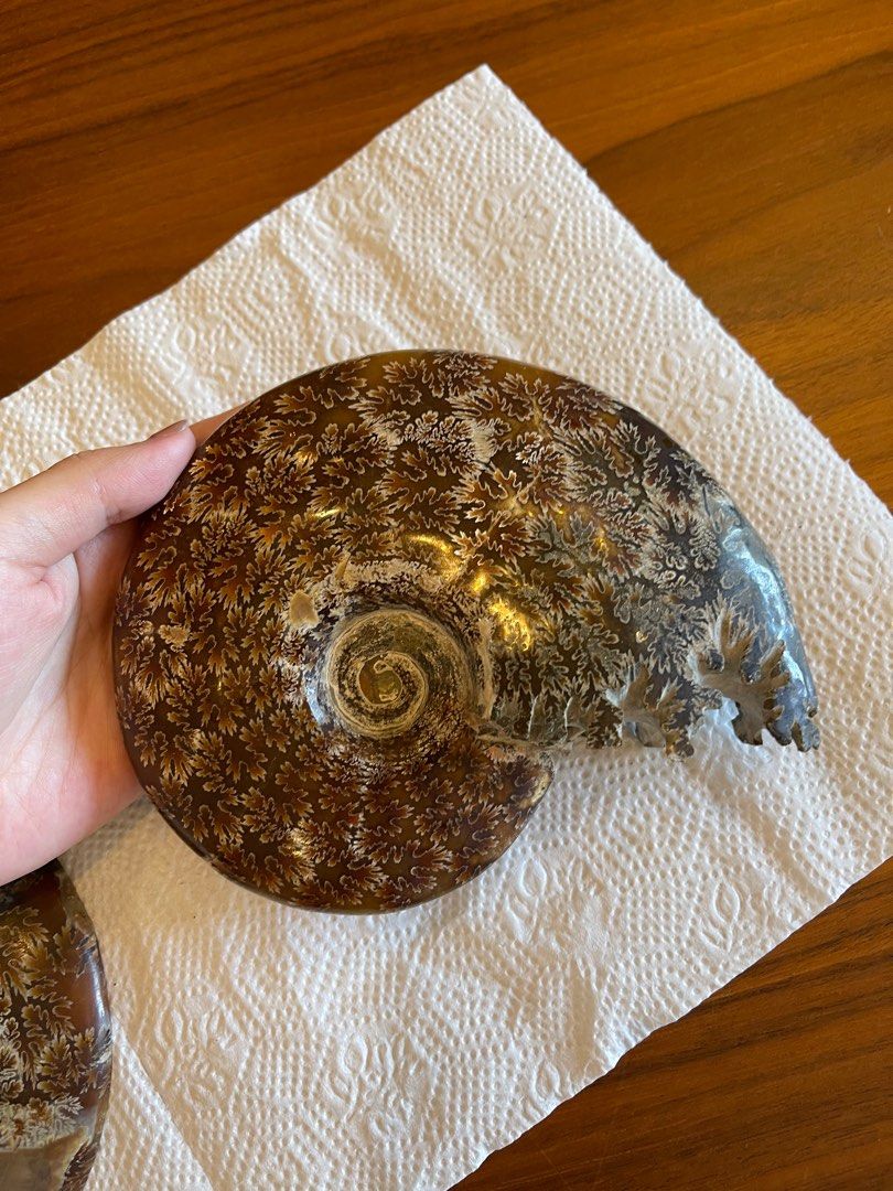 Feng shui shell stone for wealthy, Furniture & Home Living, Home Decor ...