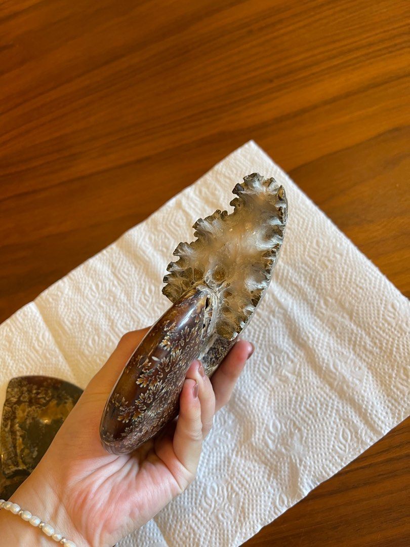 Feng shui shell stone for wealthy, Furniture & Home Living, Home Decor ...