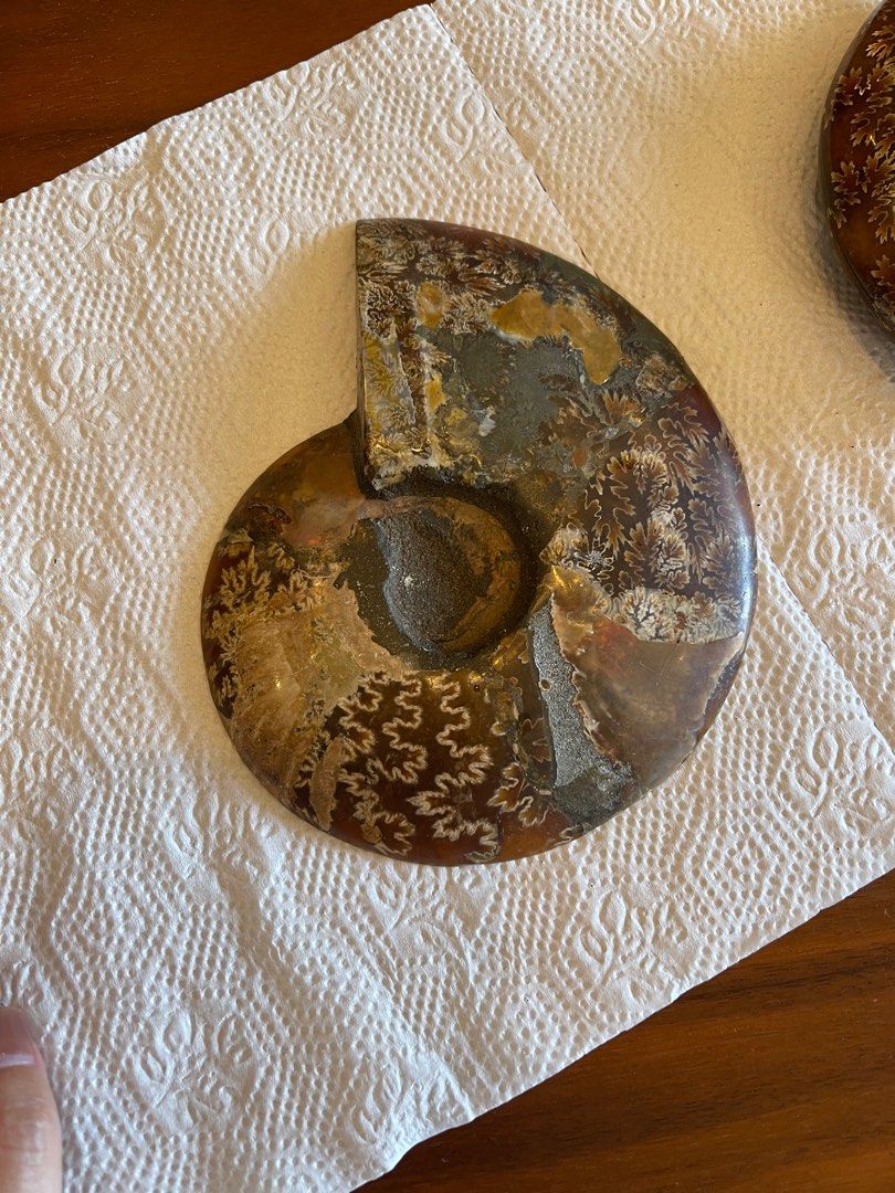 Feng shui shell stone for wealthy, Furniture & Home Living, Home Decor ...